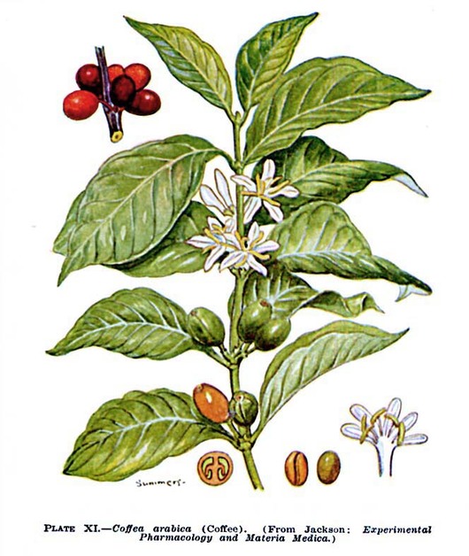 Ngoài Coffea Arabica: Cơ hội cho cà phê đặc sản với Coffea Canephora